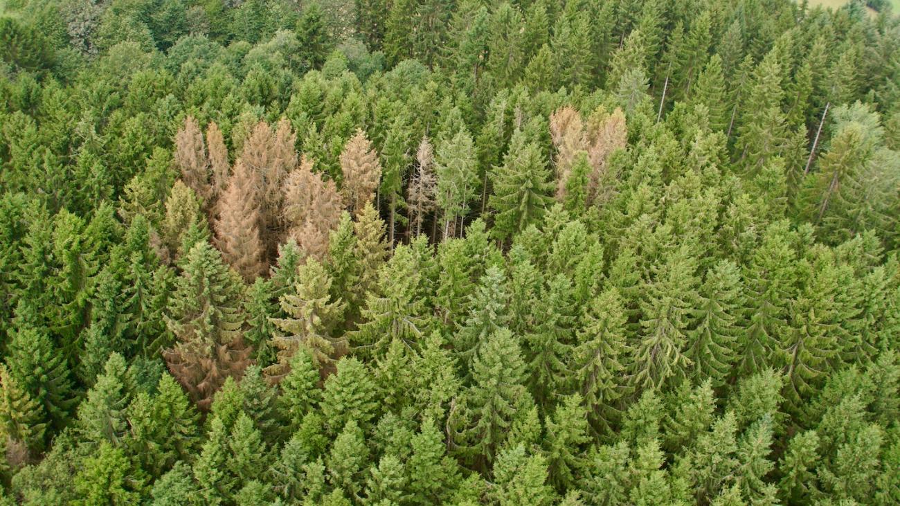 Le scolyte : du nuisible secondaire à l’ennemi mortel des épicéas