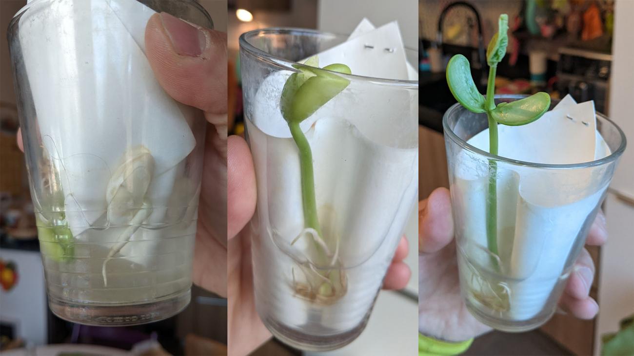 Comment une graine devient-elle une plante