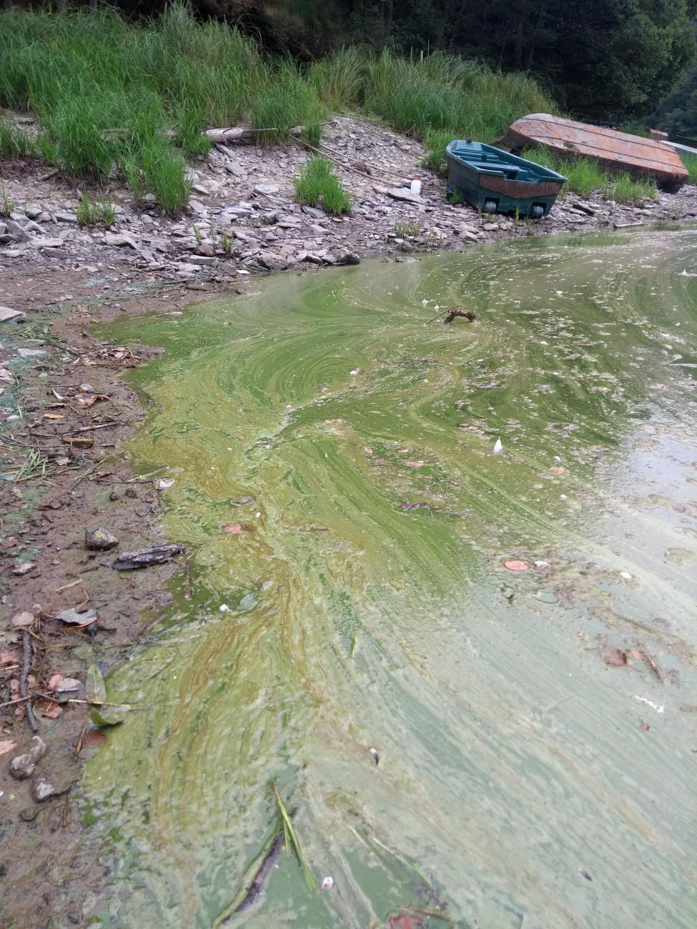 Algues bleues : quelle est leur dangerosité