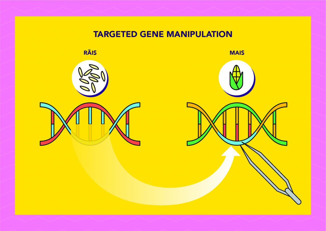 Ziel mir keng: Benefits and disadvantages of genetic engineering