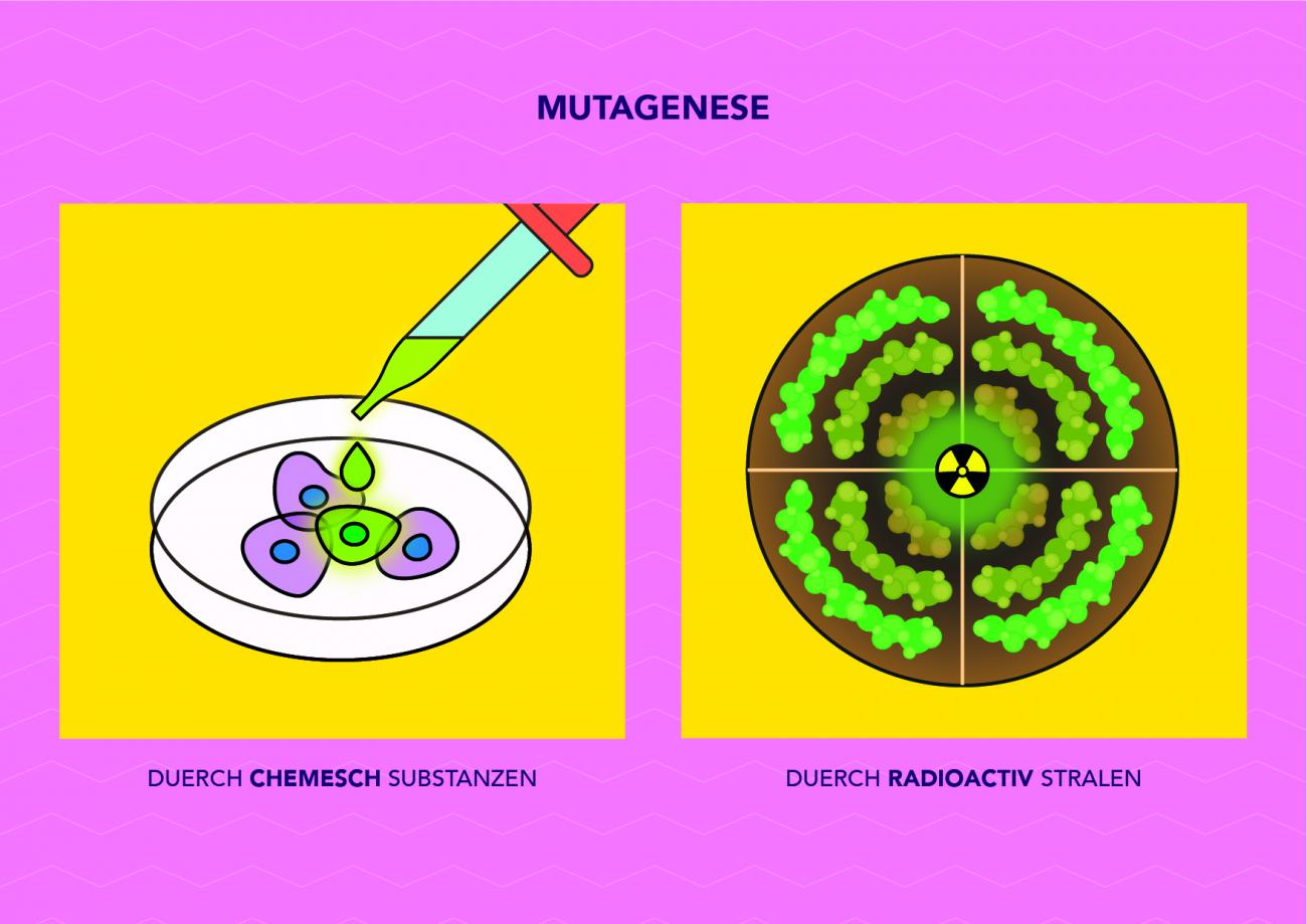 Ziel mir keng: Benefits and disadvantages of genetic engineering