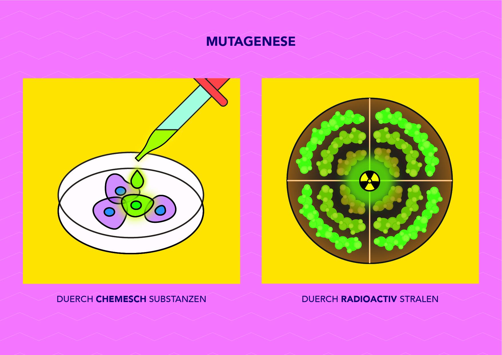Ziel mir keng: Benefits and disadvantages of genetic engineering