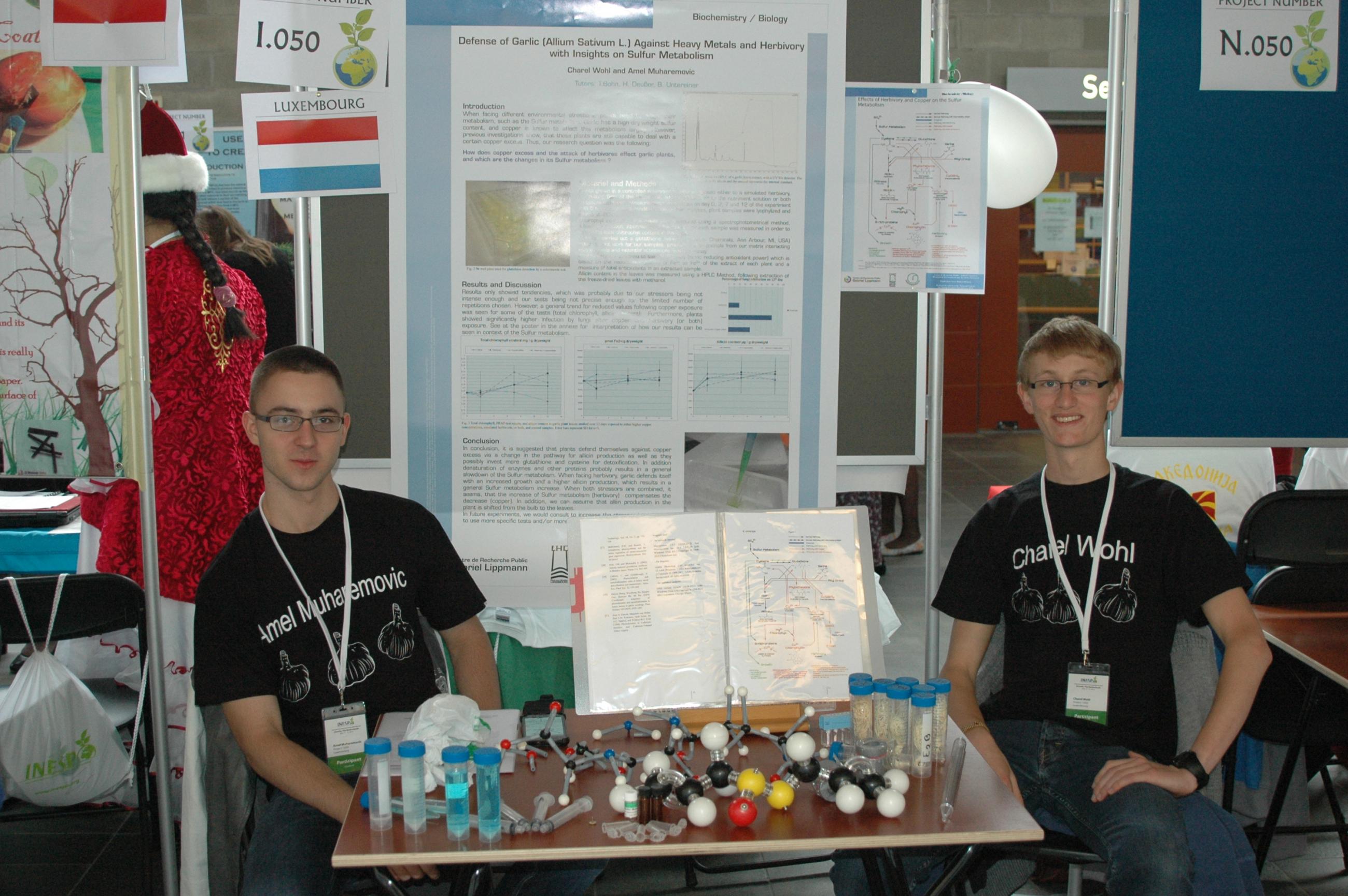 Knoblauch unter Stress