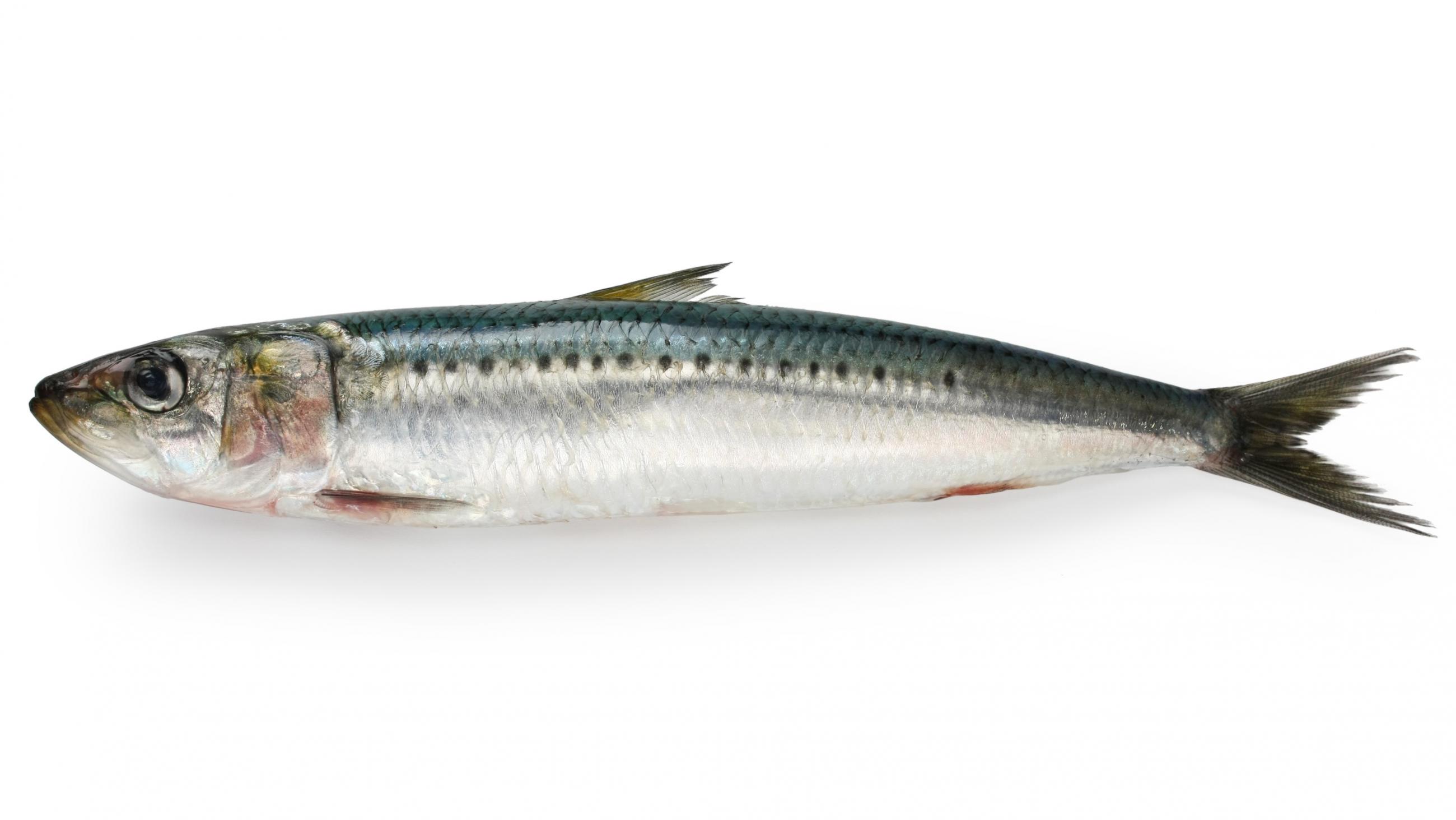Avoir une allergie au poisson ne veut pas dire qu’il faut éviter d’en ...