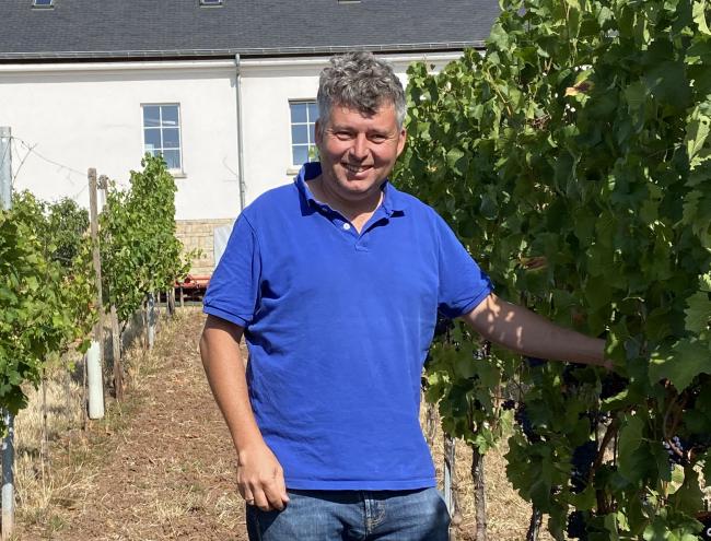 Wie der Weinbau in Luxemburg sich dem Klimawandel anpasst